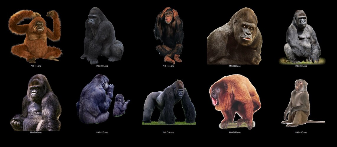 80 MONKEYS TRANSPARENT PNG Photoshop Overlays Monkeys Png - Etsy