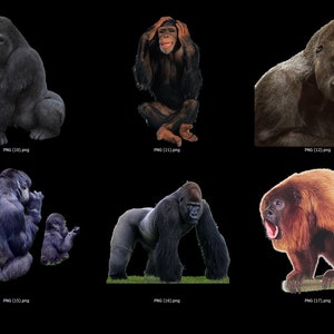 80 MONKEYS TRANSPARENT PNG Photoshop Overlays, Png Animals, Png ...