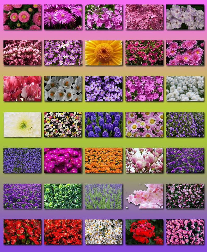100 Flower Textures & Backgrounds Flower Photoshop Overlays | Etsy