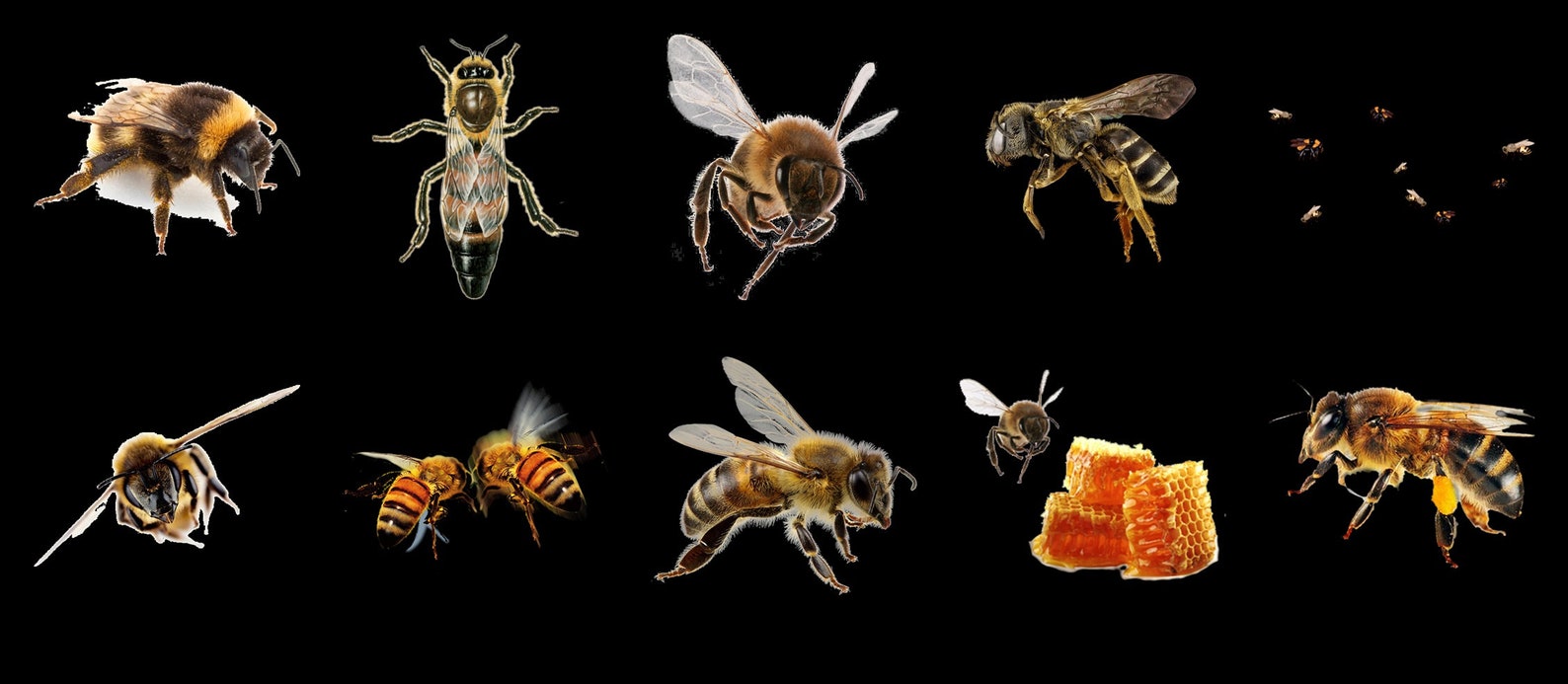 50 BEES TRANSPARENT PNG Photoshop Overlays Bees Png Bees - Etsy