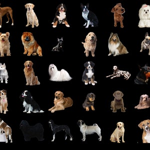 300 DOGS TRANSPARENT PNG Photoshop Overlays, Png Animals, Png Wildlife ...