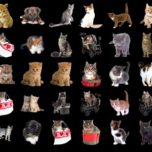 300 CATS TRANSPARENT PNG Photoshop Overlays, Png Animals, Png Wildlife ...