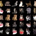 300 CATS TRANSPARENT PNG Photoshop Overlays Cats Png Cats - Etsy
