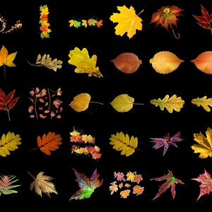400 AUTUMN LEAVES TRANSPARENT Png Photoshop Overlays, Autumn Leaves Png ...