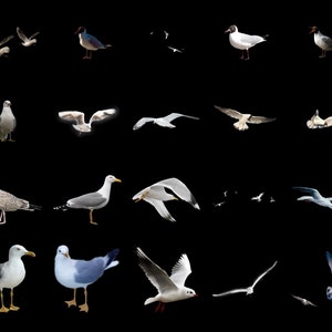 100 SEAGULLS TRANSPARENT PNG Photoshop Overlays, Png Animals, Png ...