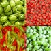 100 Vegetable Photo Overlays: Food Textures & Backgrounds (digital ...