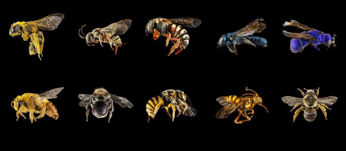50 BEES TRANSPARENT PNG Photoshop Overlays Bees Png Bees - Etsy