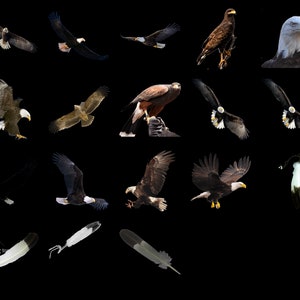 100 EAGLES TRANSPARENT PNG Photoshop Overlays, Png Animals, Png ...
