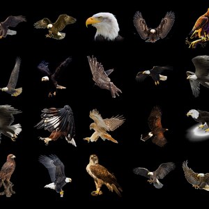 100 EAGLES TRANSPARENT PNG Photoshop Overlays, Png Animals, Png ...