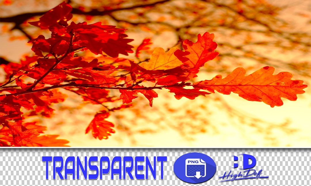 200 AUTUMN LEAVES TRANSPARENT Png Photoshop Overlays, Frames, Borders ...