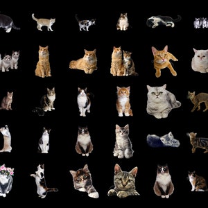 300 CATS TRANSPARENT PNG Photoshop Overlays Cats Png Cats - Etsy
