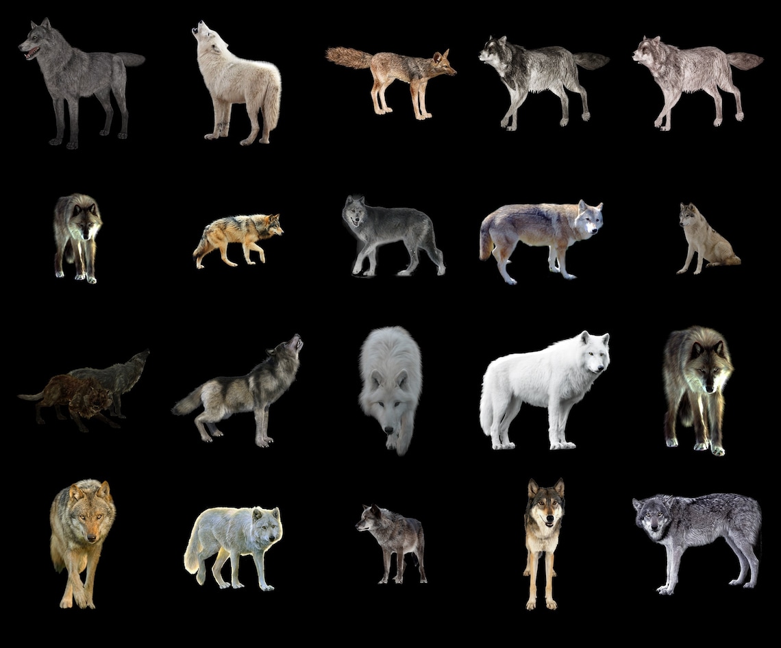 100 Wolf PNG Overlays: Transparent Wildlife Photos (digital Download ...