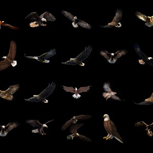 100 EAGLES TRANSPARENT PNG Photoshop Overlays, Png Animals, Png ...