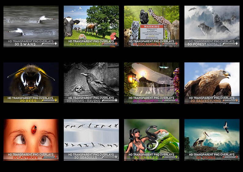 600 Transparent Animal PNG Overlays: Forest, Zoo, Farm Animals ...