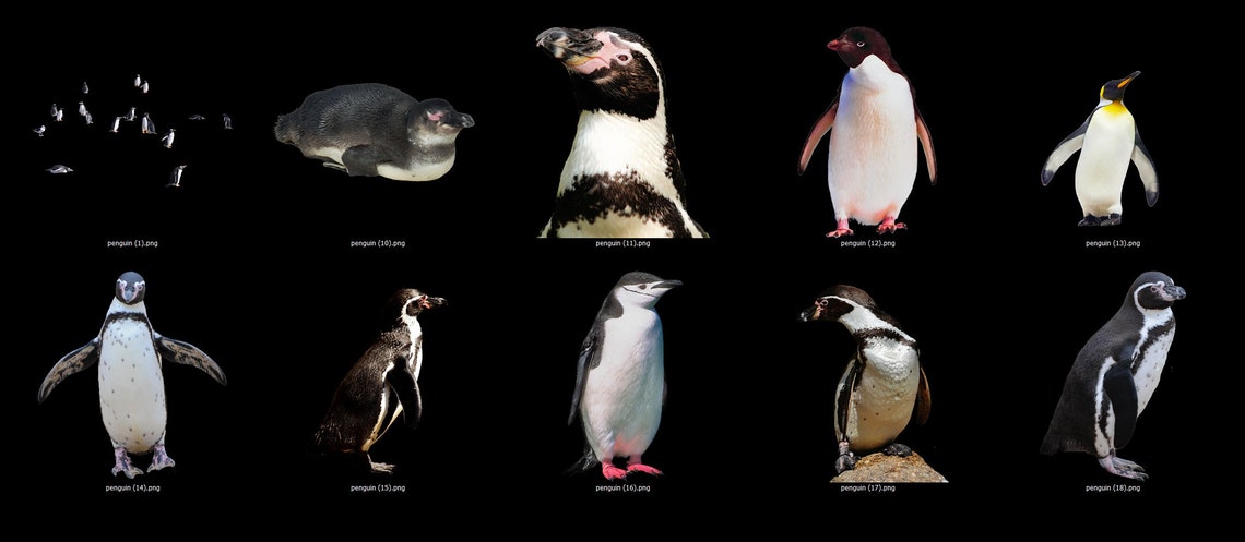 60 PENGUINS TRANSPARENT PNG Photoshop Overlays Penguins Png - Etsy