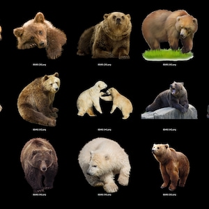100 BEARS TRANSPARENT PNG Photoshop Overlays, Png Animals, Png Wildlife ...