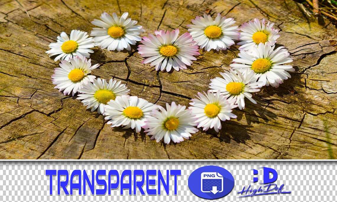 100 Daisy PNG Overlays: Transparent Flower Petals (digital Download) - Etsy