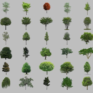 200 TREES TRANSPARENT PNG Photoshop Overlays, Digital Texture ...