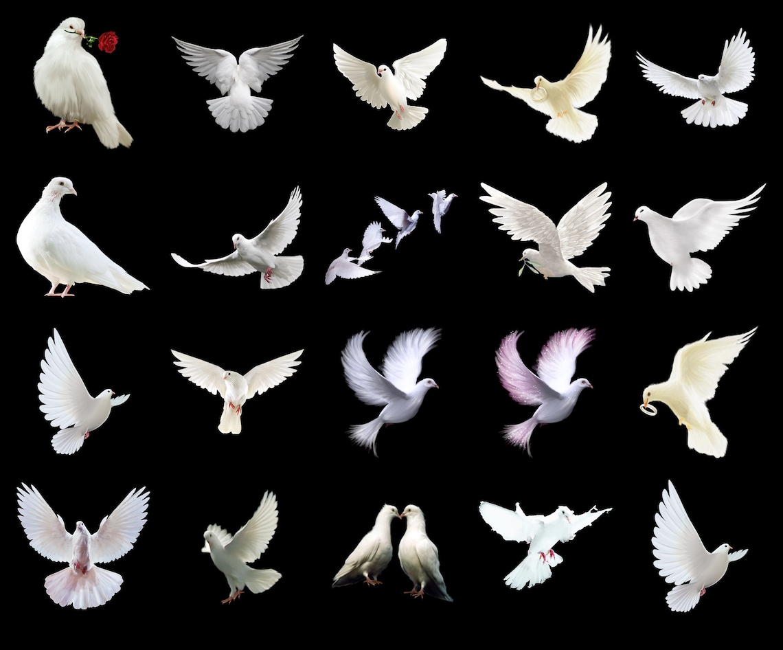100 DOVES TRANSPARENT PNG Photoshop Overlays Doves Png Doves - Etsy