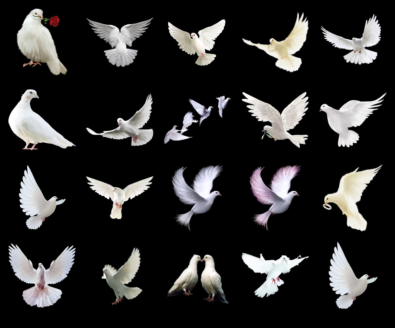 100 DOVES TRANSPARENT PNG Photoshop Overlays Doves Png Doves - Etsy