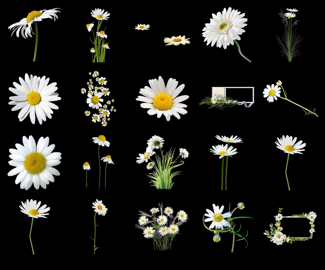 100 DAISIES TRANSPARENT PNG Photoshop Overlays Png Files - Etsy