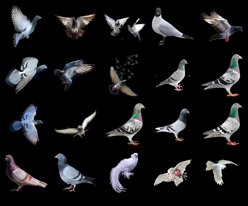 100 PIGEONS TRANSPARENT PNG Photoshop Overlays Pigeon Png - Etsy