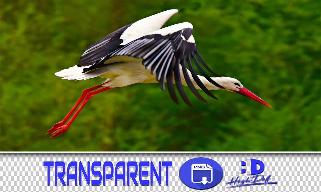 50 STORKS TRANSPARENT PNG Photoshop Overlays, Png Animals, Png Wildlife ...