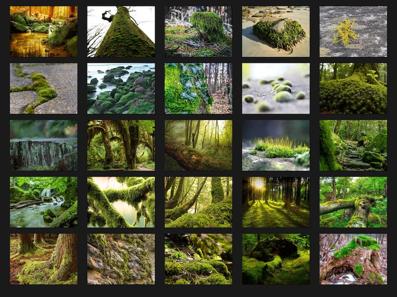 200 Moss Photoshop Overlays: Forest Textures, Backgrounds (digital ...