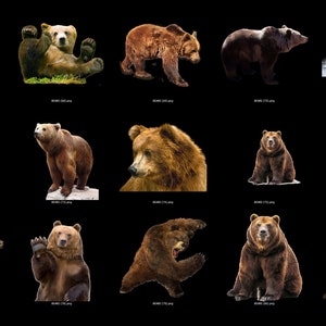 100 BEARS TRANSPARENT PNG Photoshop Overlays, Png Animals, Png Wildlife ...