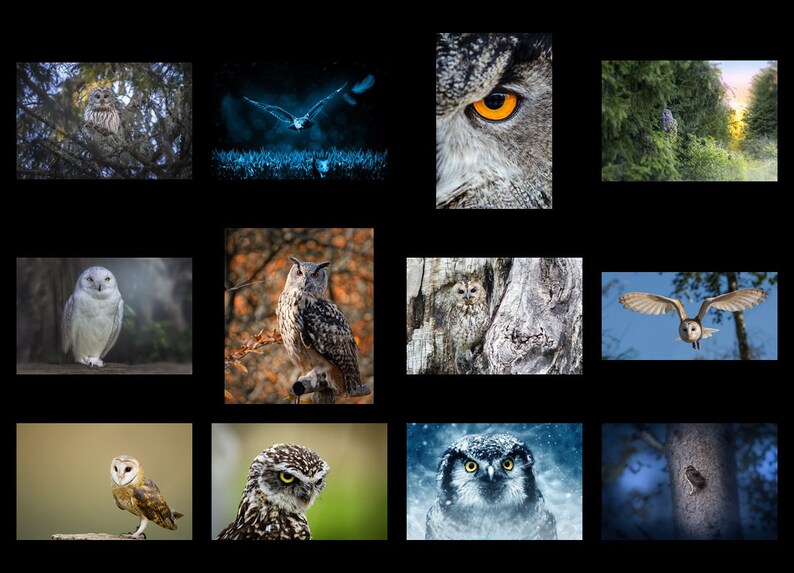 100 OWL WILDLIFE DIGITAL Animals Photography Photoshop - Etsy