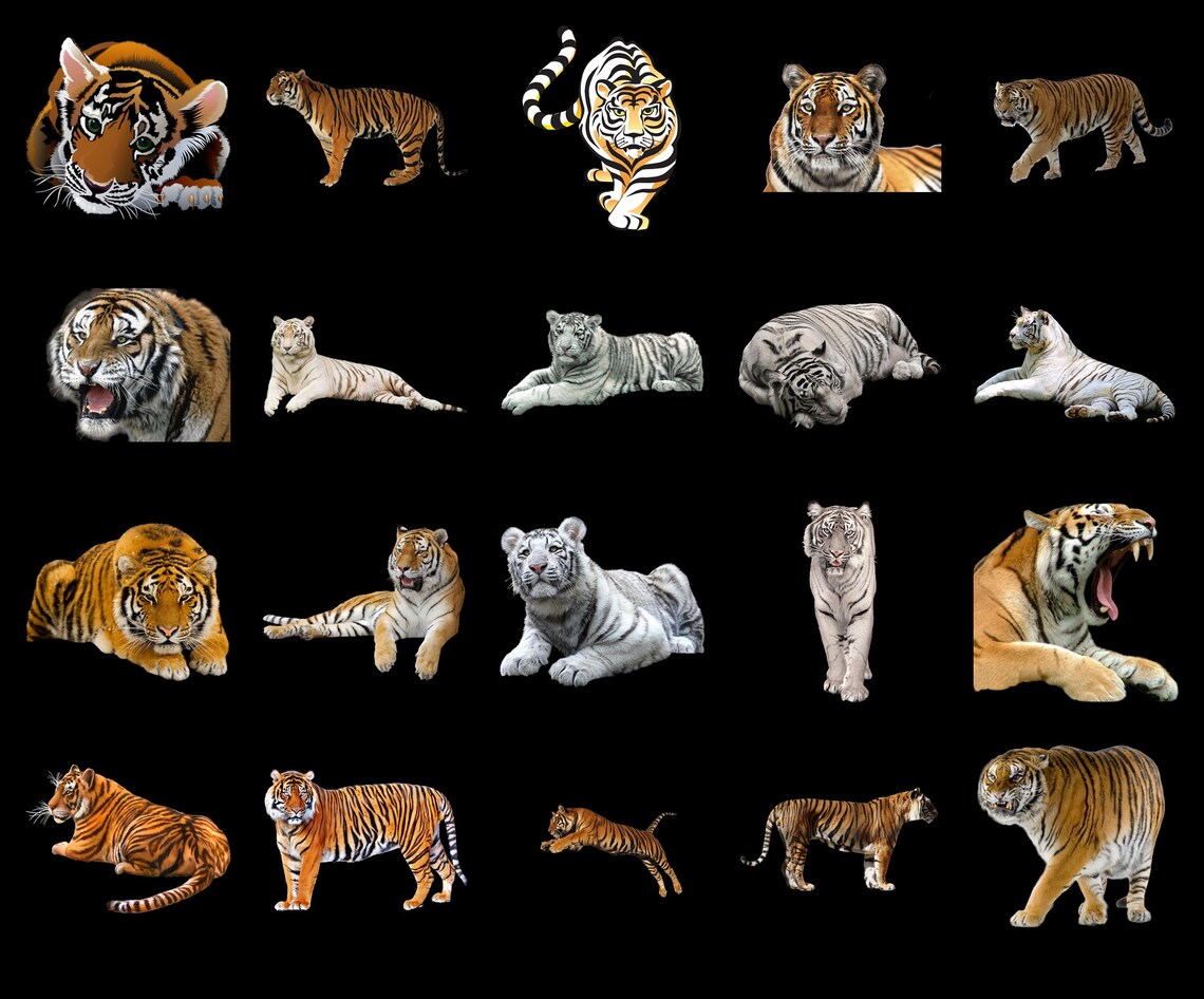 100 Tiger PNG Overlays: Transparent Wildlife Graphics (digital Download ...
