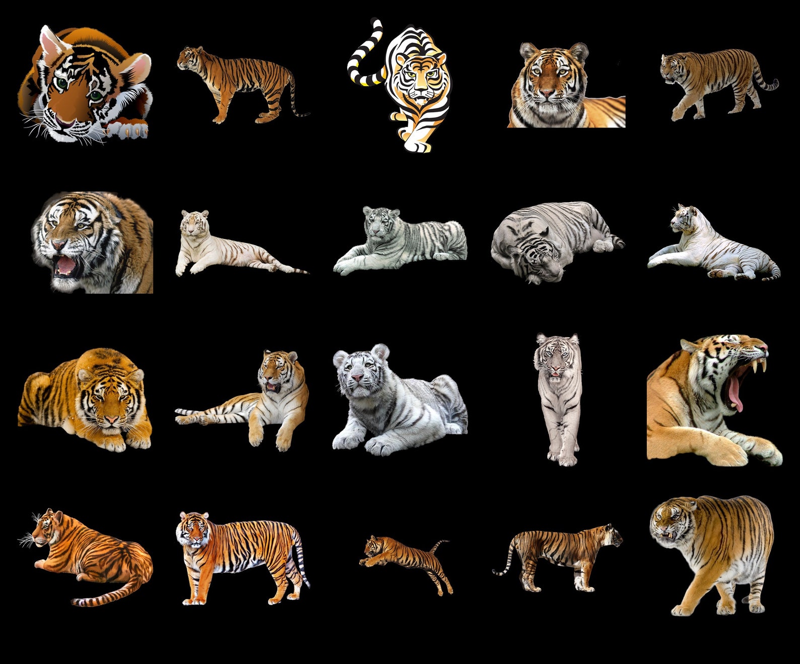 100 TIGERS TRANSPARENT PNG Photoshop Overlays Tiger Png - Etsy UK