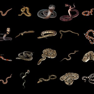 100 SNAKES TRANSPARENT PNG Photoshop Overlays, Png Animals, Png ...