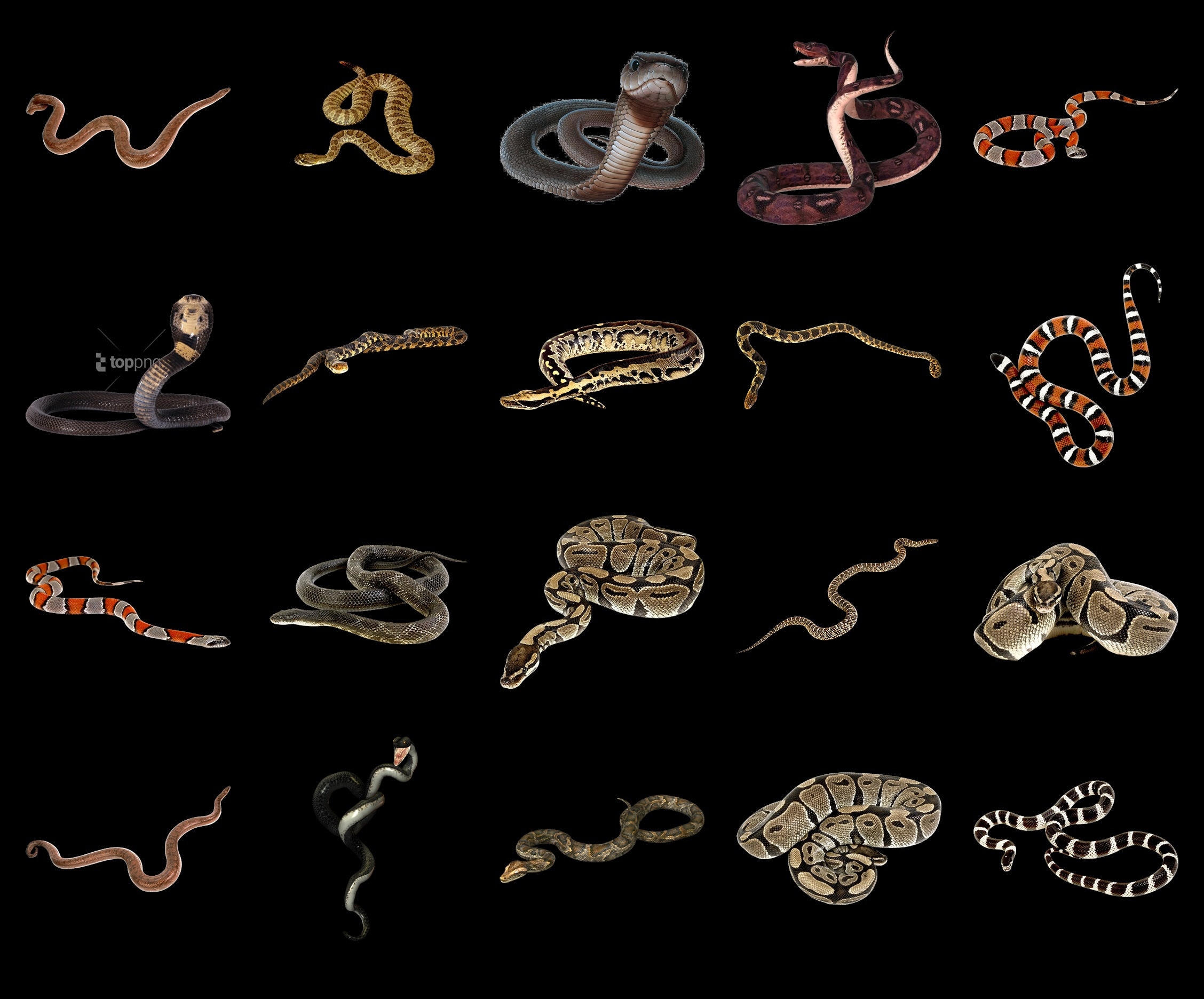 100 Snake PNG Overlays: Transparent Photoshop Clipart (digital Download ...