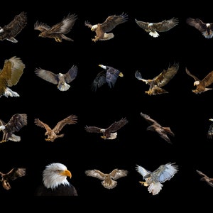 100 EAGLES TRANSPARENT PNG Photoshop Overlays, Png Animals, Png ...