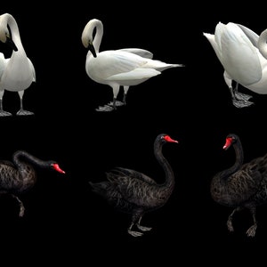 100 SWANS TRANSPARENT PNG Photoshop Overlays, Png Animals, Png Wildlife ...