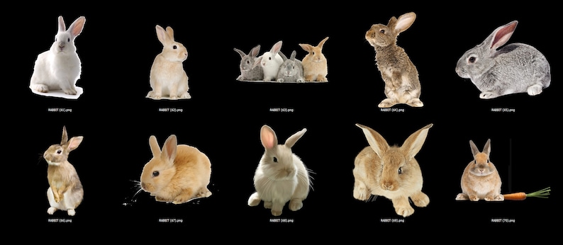 60 RABBITS TRANSPARENT PNG Photoshop Overlays Rabbit Png - Etsy