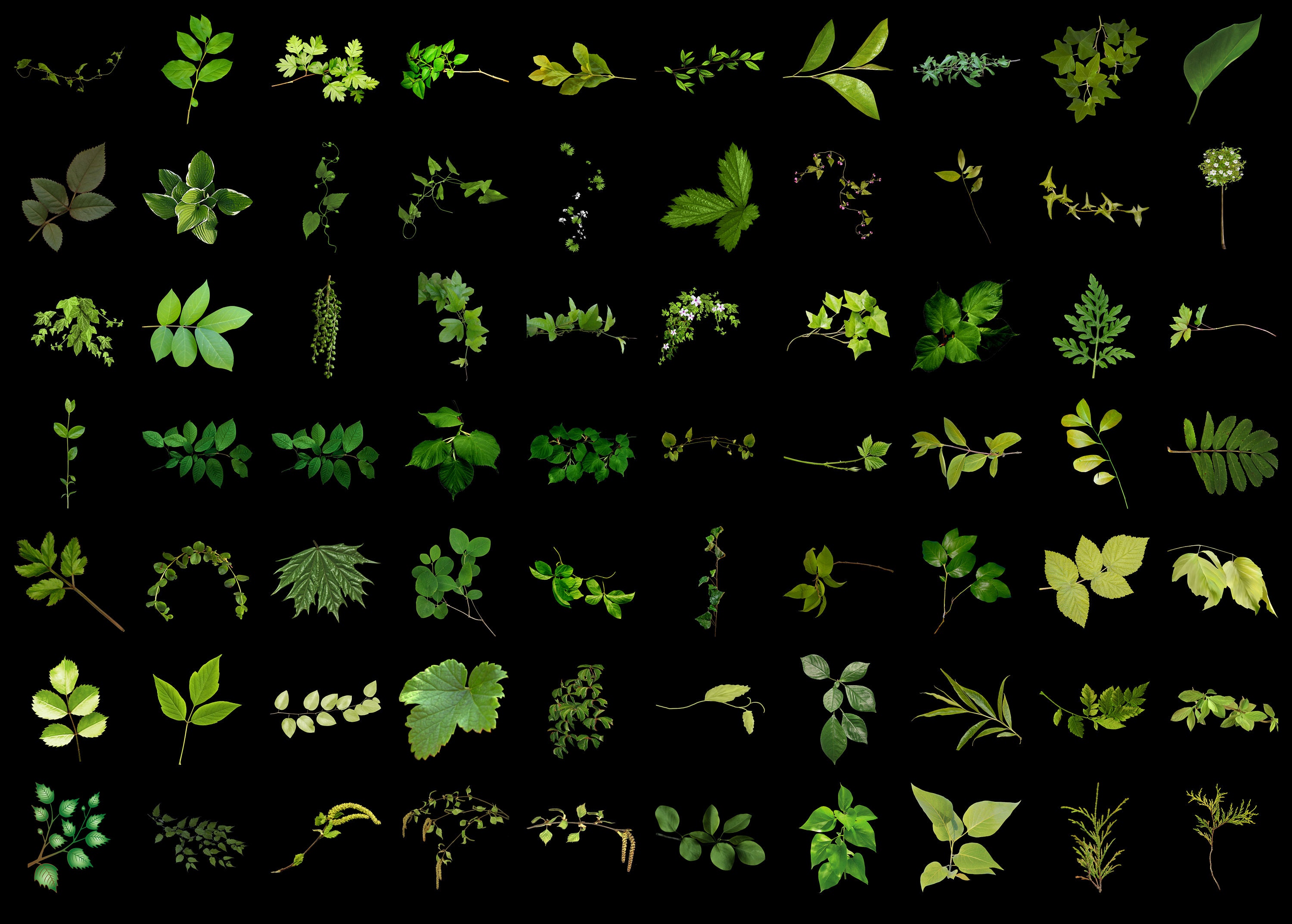 500 Leaves & Branches Photo Overlays: Transparent PNG (digital Download ...