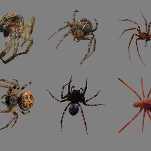 100 SPIDERS & COBWEBS TRANSPARENT Png Photoshop Overlays, Png Animals ...