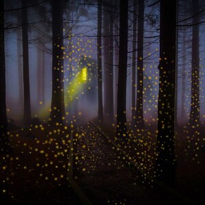 50 FIREFLY TRANSPARENT PNG Photoshop Overlays, Fireflies Photoshop ...