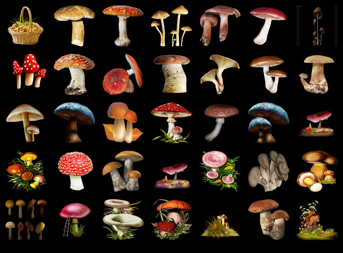 200 PILZ PNG TRANSPARENTE Photoshop Overlays Pilz Png Pilz - Etsy ...