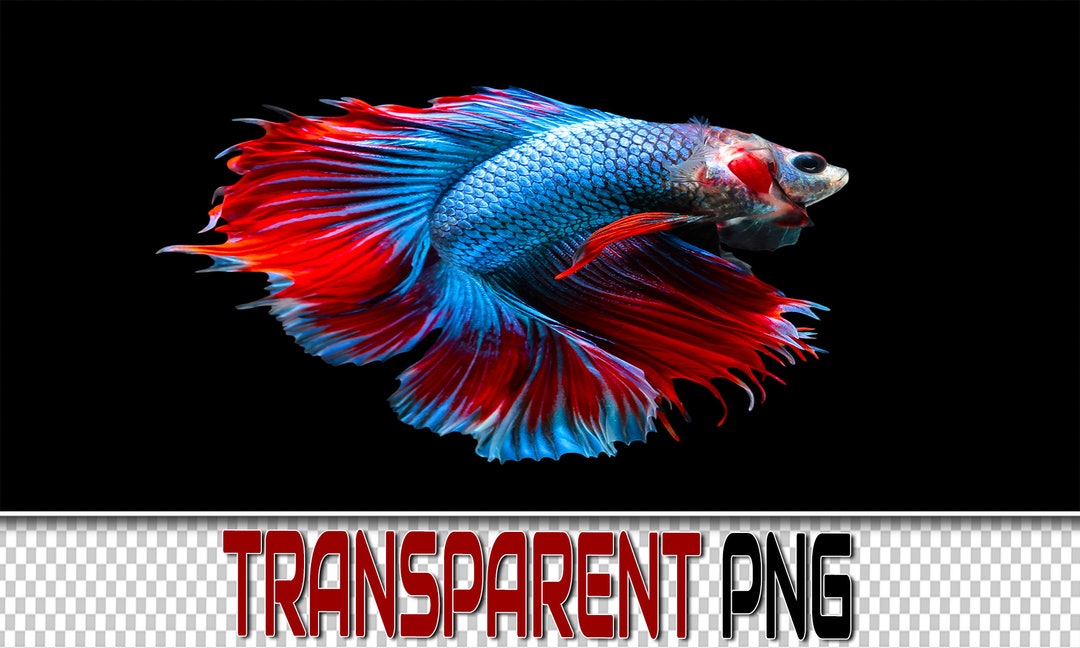 300 FISHES TRANSPARENT PNG Photoshop Overlays, Png Animals, Png ...
