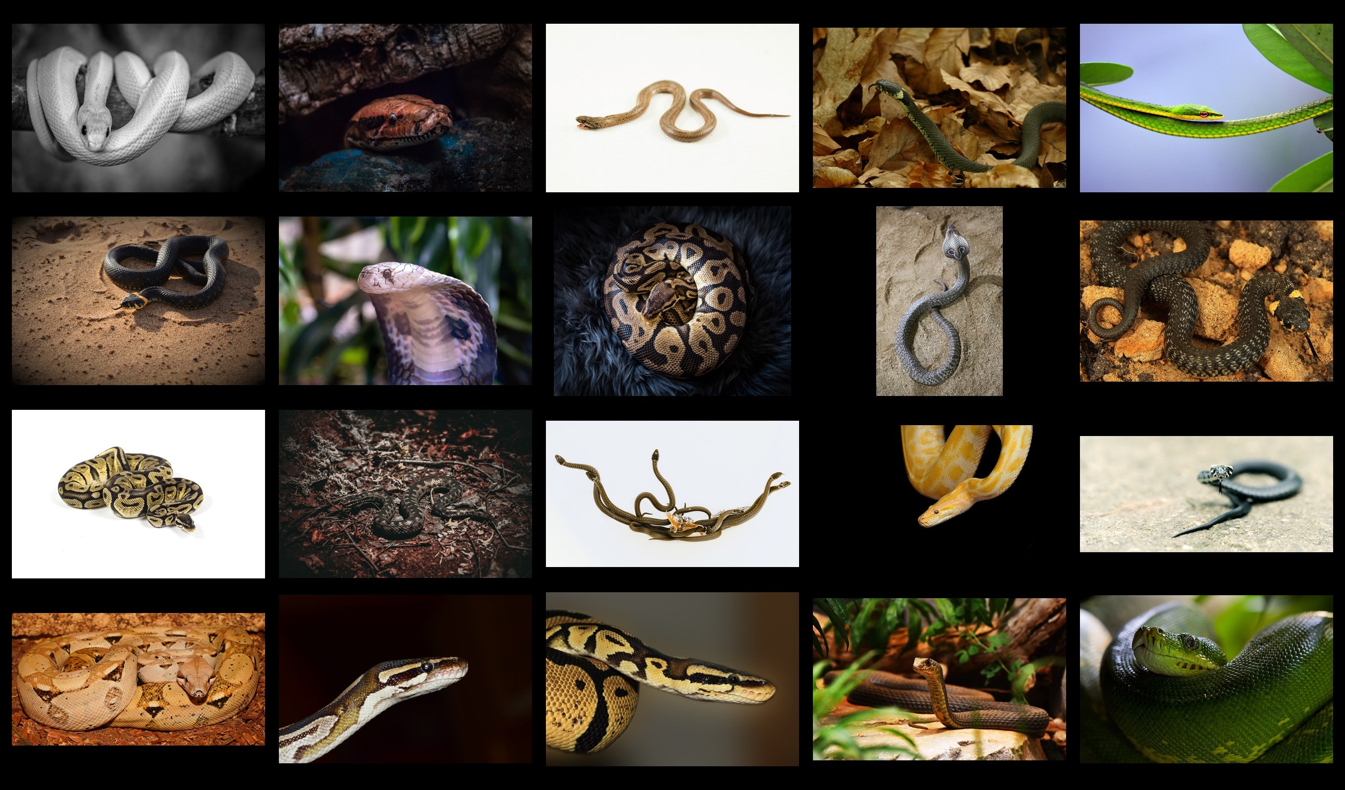 Snakes Species Collage