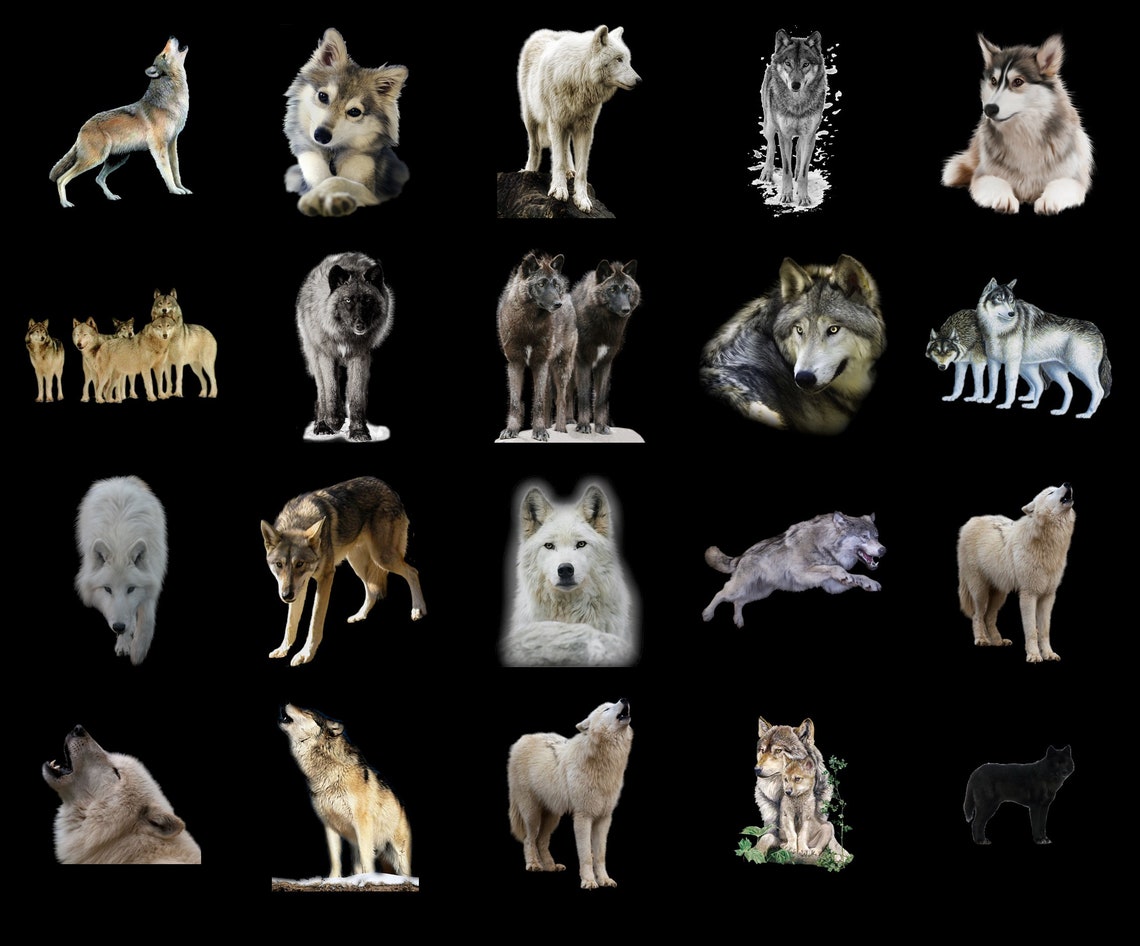 100 WOLFS TRANSPARENT PNG Photoshop Overlays Png Files Wolf - Etsy