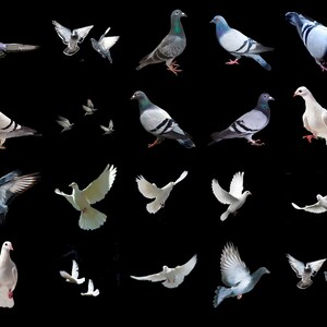 100 PIGEONS TRANSPARENT PNG Photoshop Overlays, Png Animals, Png Pigeon ...