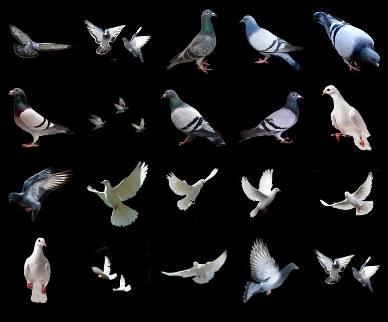 100 PIGEONS TRANSPARENT PNG Photoshop Overlays Pigeon Png - Etsy