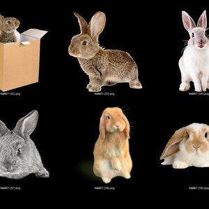 60 RABBITS TRANSPARENT PNG Photoshop Overlays, Png Animal, Png Wildlife ...