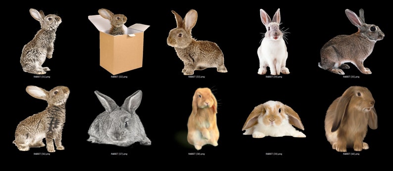 60 RABBITS TRANSPARENT PNG Photoshop Overlays Rabbit Png - Etsy
