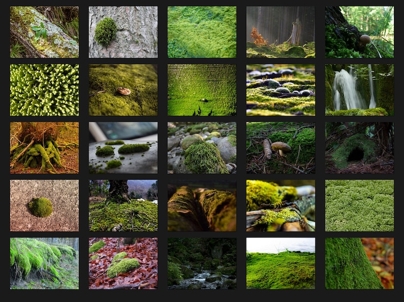 200 Moss Photoshop Overlays: Forest Textures, Backgrounds (digital ...
