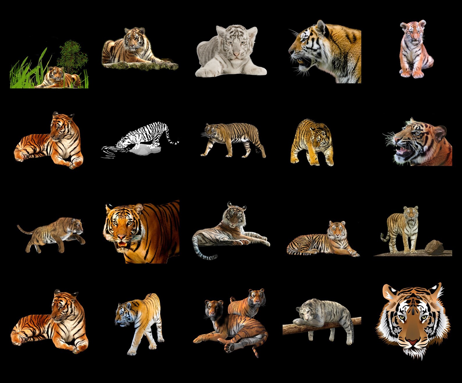 100 Tiger PNG Overlays: Transparent Wildlife Graphics (digital Download ...